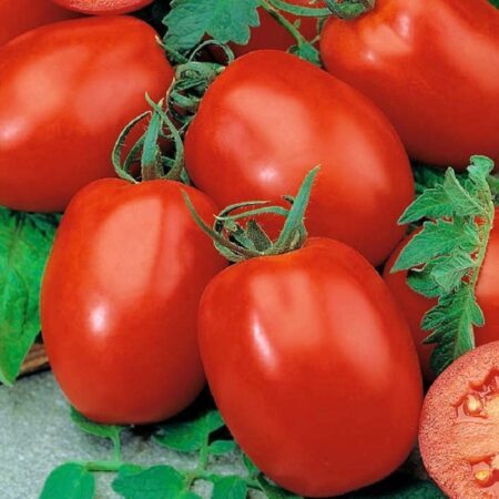 Tomate - Pagina 3 din 4 - Seminte Traditionale