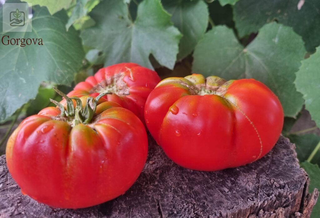 Rosii de Gorgova - Seminte Traditionale