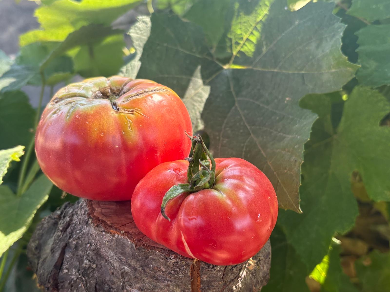 Rosii de Alba - Seminte Traditionale